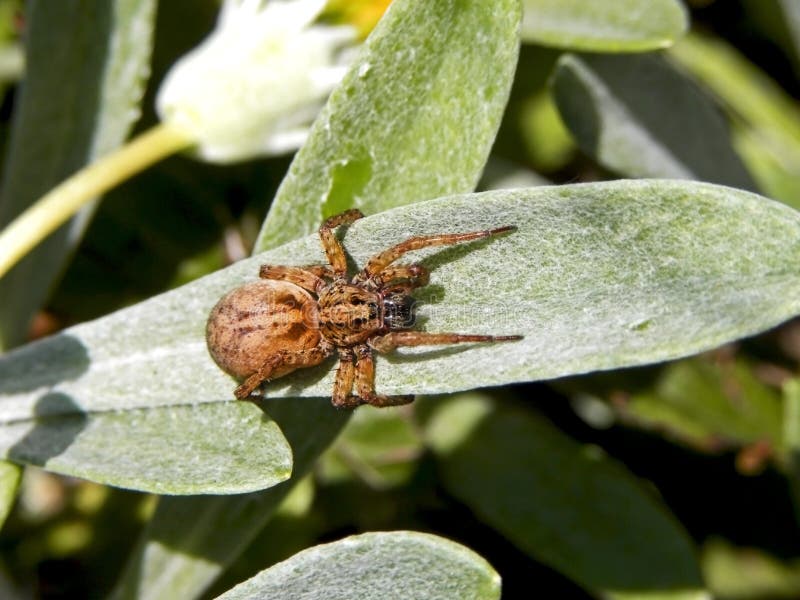 Brown Sac Spider 1 stock photo. Image of silks, spiders - 29048054