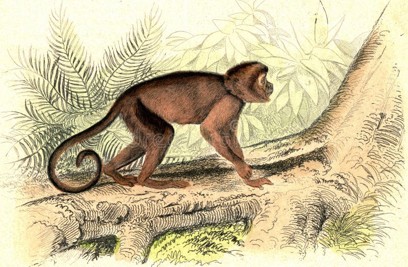 The Brown Sajou, Vintage Engraving Stock Illustration - Illustration of ...