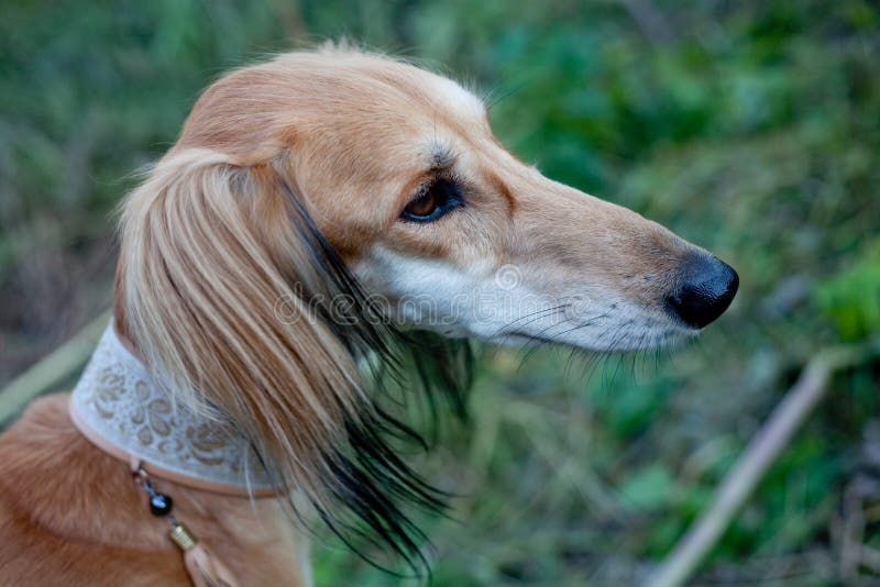 Brown saluki stock photo. Image of puddle, tree, animal - 28944196