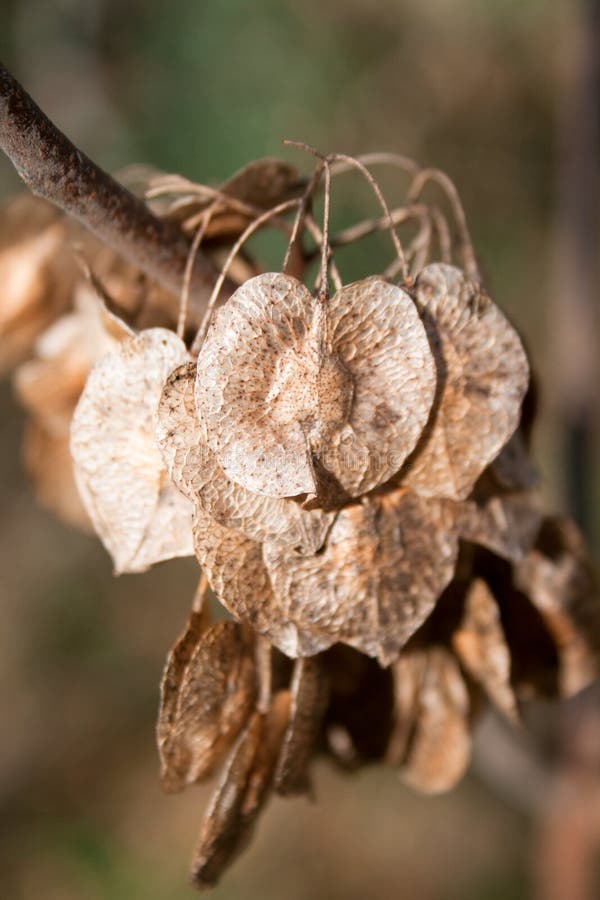 Brown Samara Seed Pods on Elm Tree Stock Photo - Image of outdoor ...