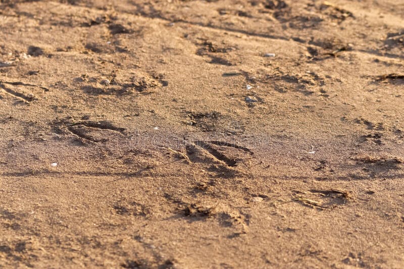 Brown Sand Ground Texture in High Resolution Stock Photo - Image of ...