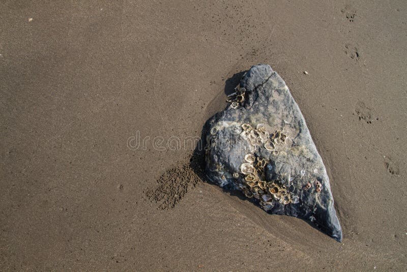 Brown Sand with Rock and on the Beach . Stock Photo - Image of blue ...