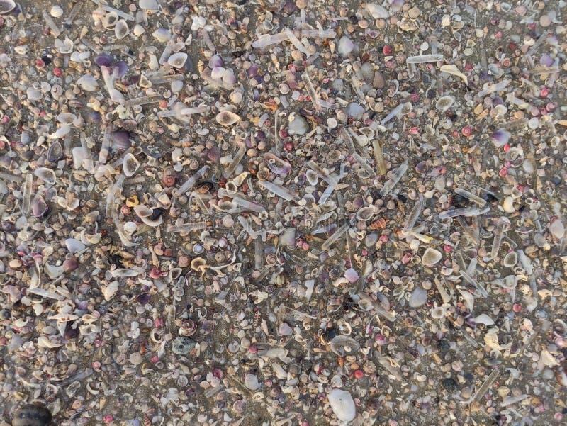 Brown Sandy Soil Texture with a Collection of Small Shells on the Beach ...