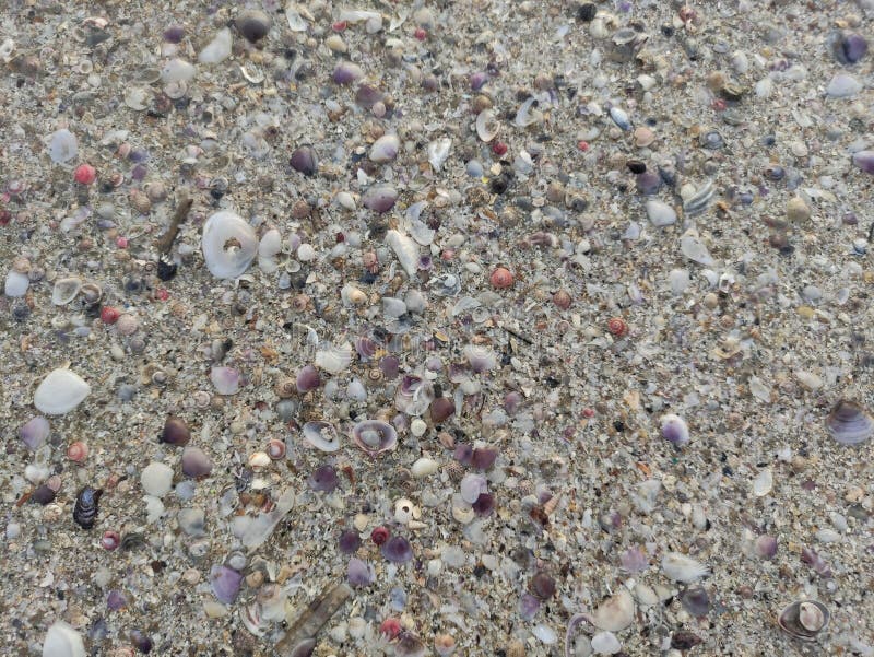 Brown Sandy Soil Texture with a Collection of Small Shells on the Beach ...