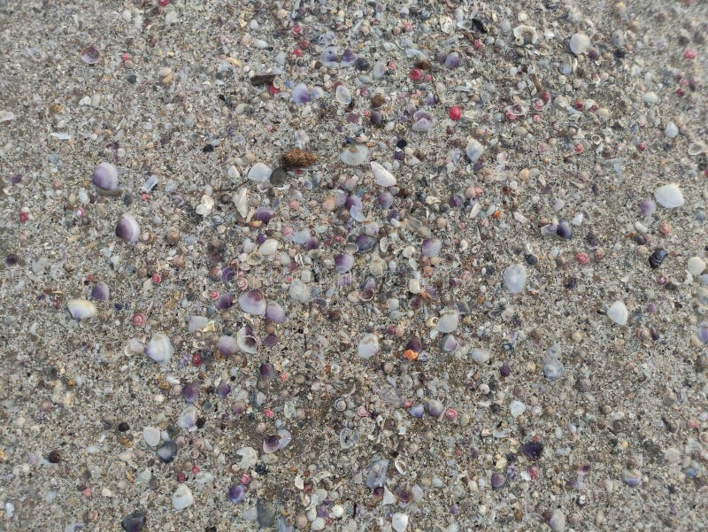 Brown Sandy Soil Texture with a Collection of Small Shells on the Beach ...