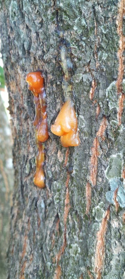 Brown Sap Comes Out of the Bark of the Mango Tree Mangifera when it is ...