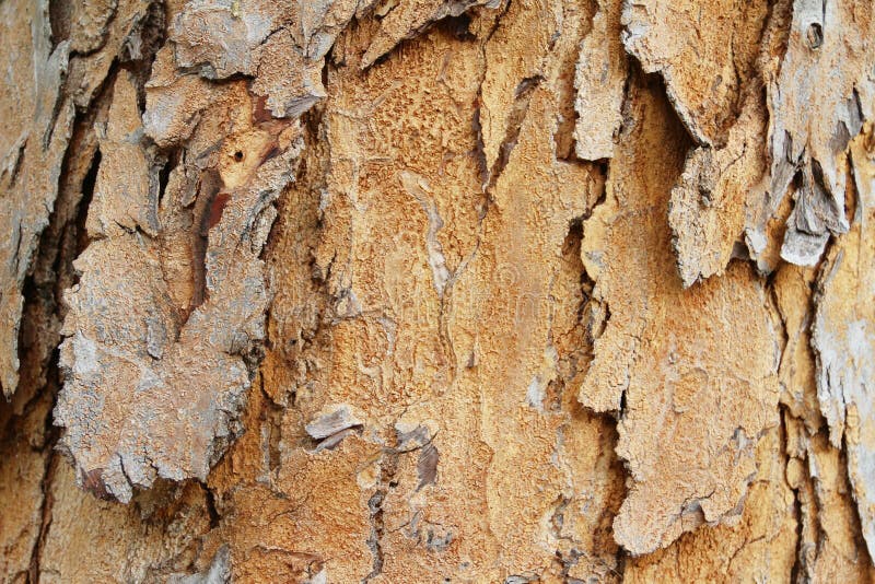 1,756 Scale Bark Stock Photos - Free & Royalty-Free Stock Photos from ...