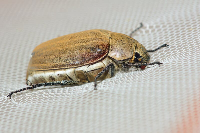 Brown scarab stock image. Image of insects, brown, wildlife - 39646087