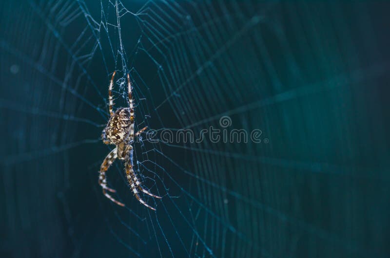 Brown Scary Spider Predator Insect on a Light Background in the Wild ...