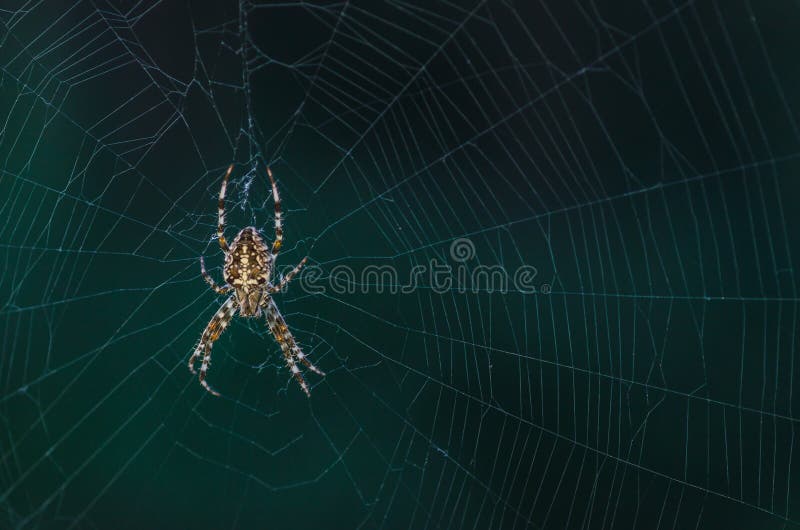 Brown Scary Spider Predator Insect on a Light Background in the Wild ...