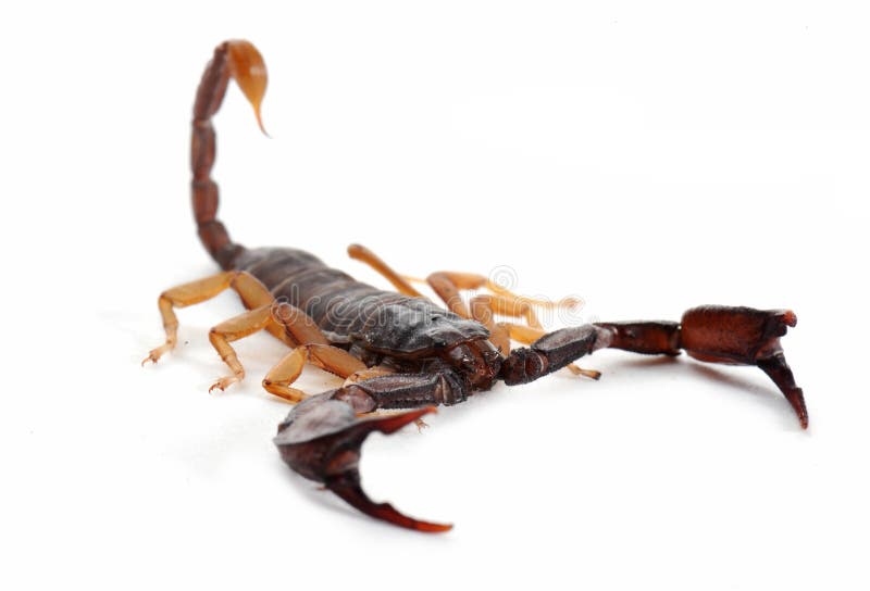 Brown scorpion stock photo. Image of isolated, danger - 15481260