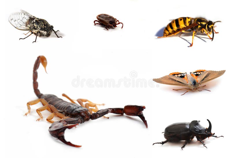 Languedoc Scorpion Stock Photos - Free & Royalty-Free Stock Photos from ...