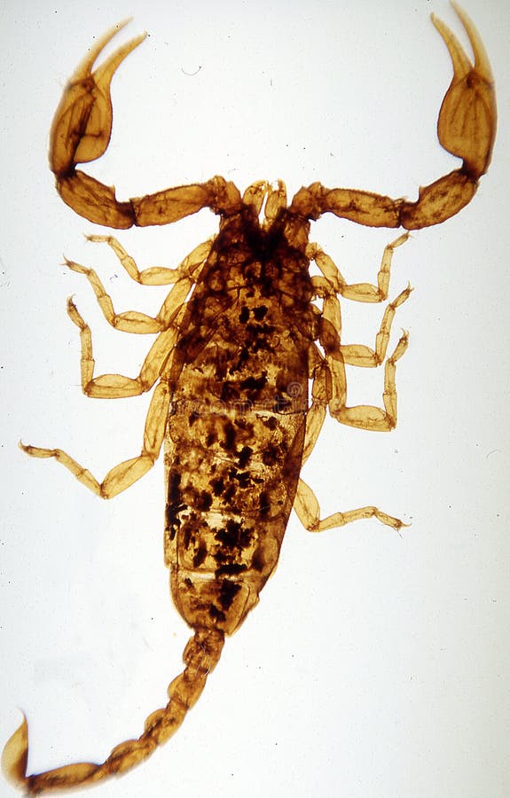 Brown scorpion with pliers stock image. Image of chitin - 194441535