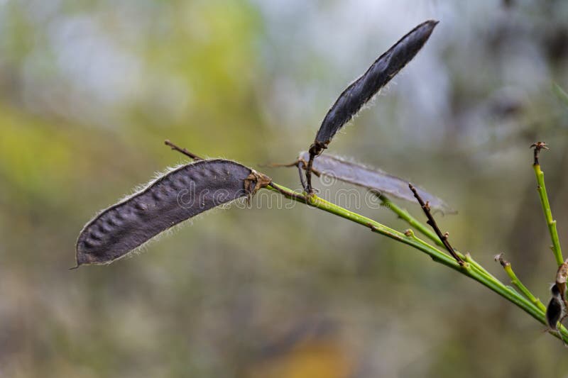 Brown Scotch Broom Seed Pod Close Up Stock Photo - Image of grass ...