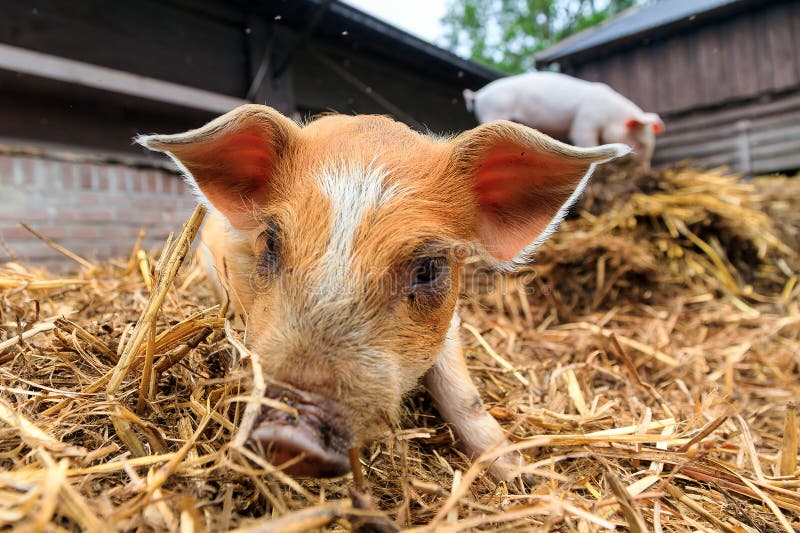 Cute piglet and sow stock image. Image of snout, livestock - 51191011