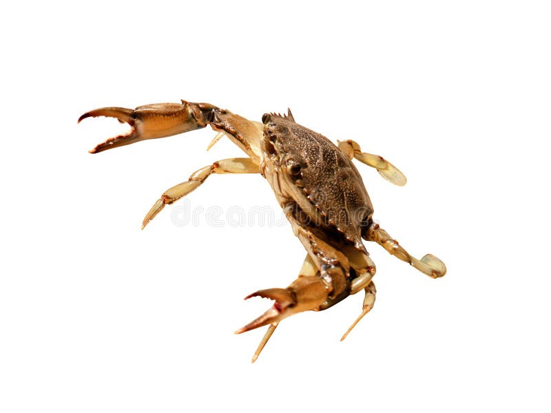Dark Brown Crab with Claws Angle Front View Isolated Stock Image ...