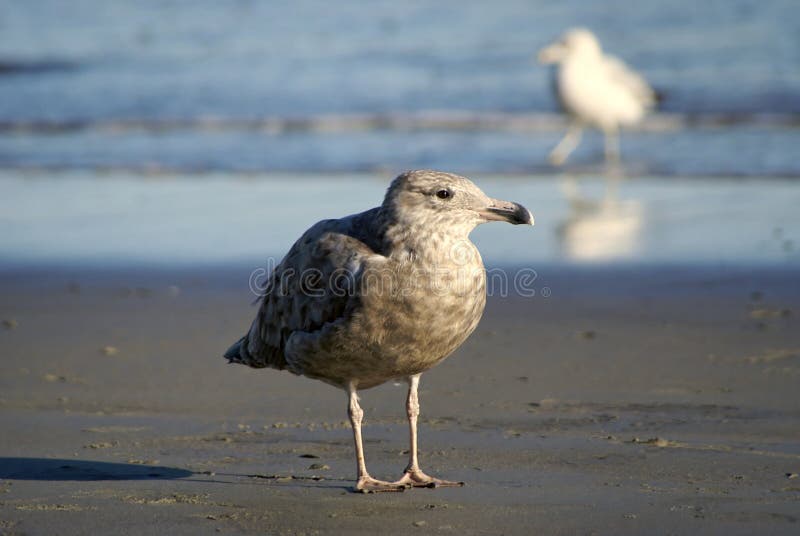 Sunset at Long Point with a Seagull on the Beach, Port Kennedy Stock ...
