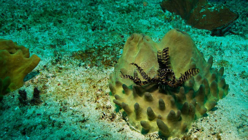 Brown sea plant stock photo. Image of display, gravel - 70815726