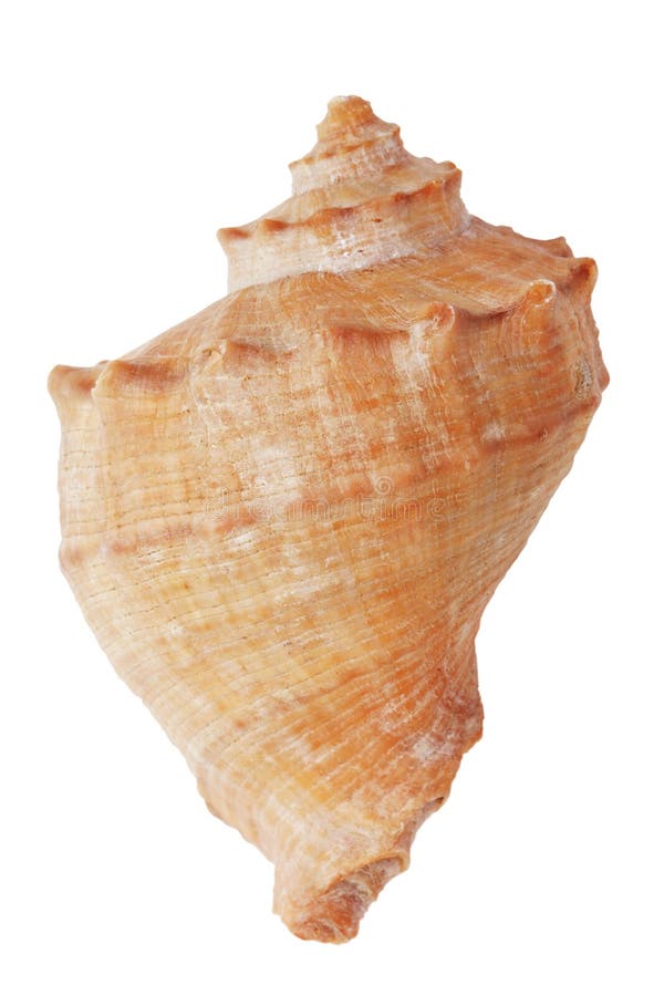 The brown sea shell stock photo. Image of brown, limestone - 23693594
