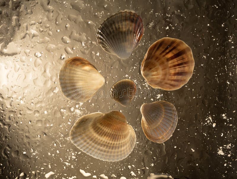 Brown Sea Shells and in Drops of Water. Stock Photo - Image of ocean ...