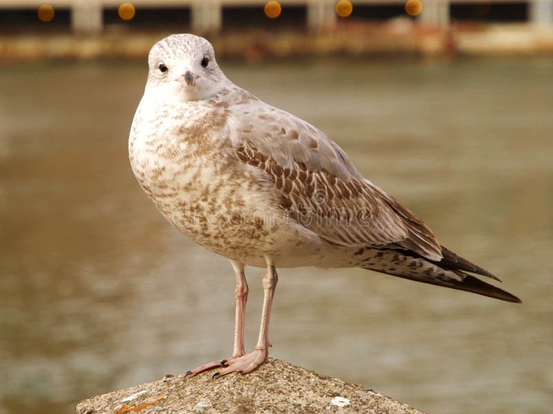 Brown Seagull Running in a Dune Stock Image - Image of slice, sandy ...