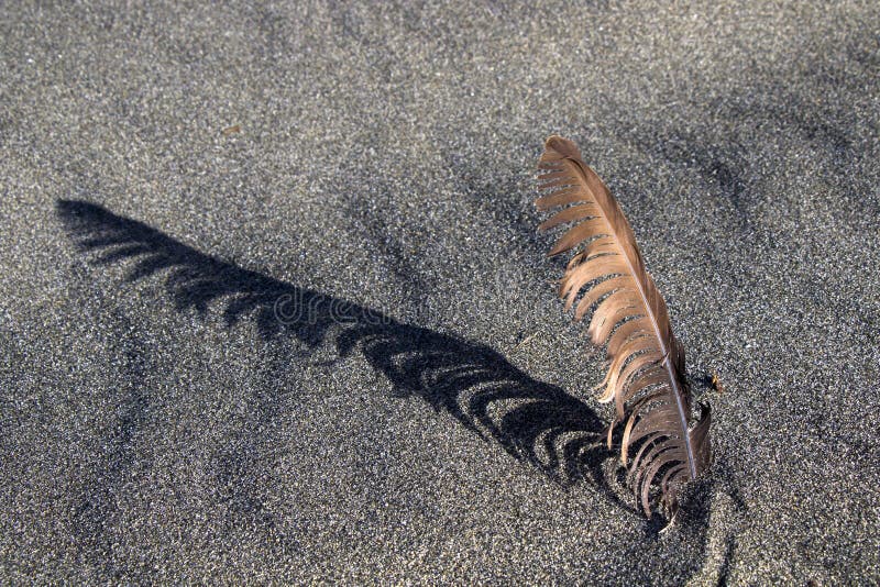 Seagull Feather on Ruby Beach Stock Image - Image of stone, close: 34476539