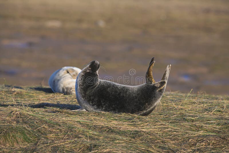 A Seal Resting on the Grass while Laying in the Grass Stock Image ...