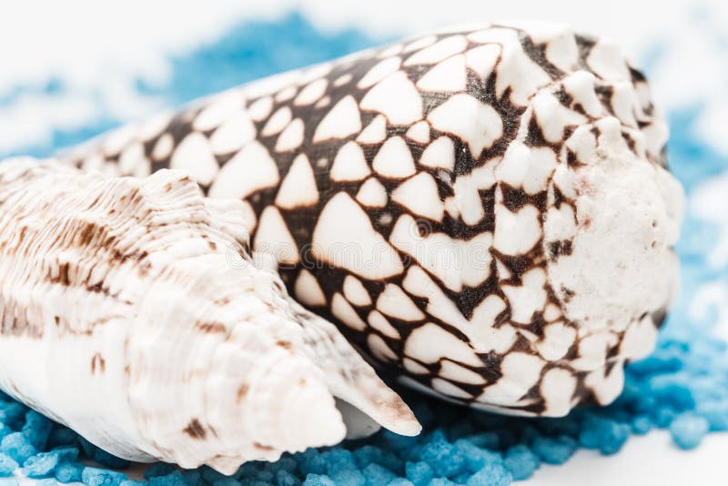 Brown seashell stock image. Image of creature, sand, calcareous - 38405791