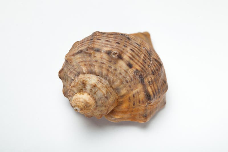 Brown Seashell on White Background, Close-up Stock Photo - Image of ...