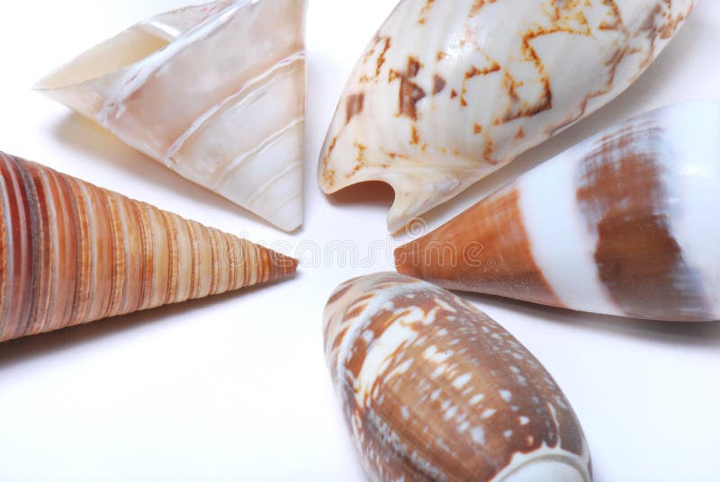 Brown Seashells Collection Isolated on White Background Stock Image ...