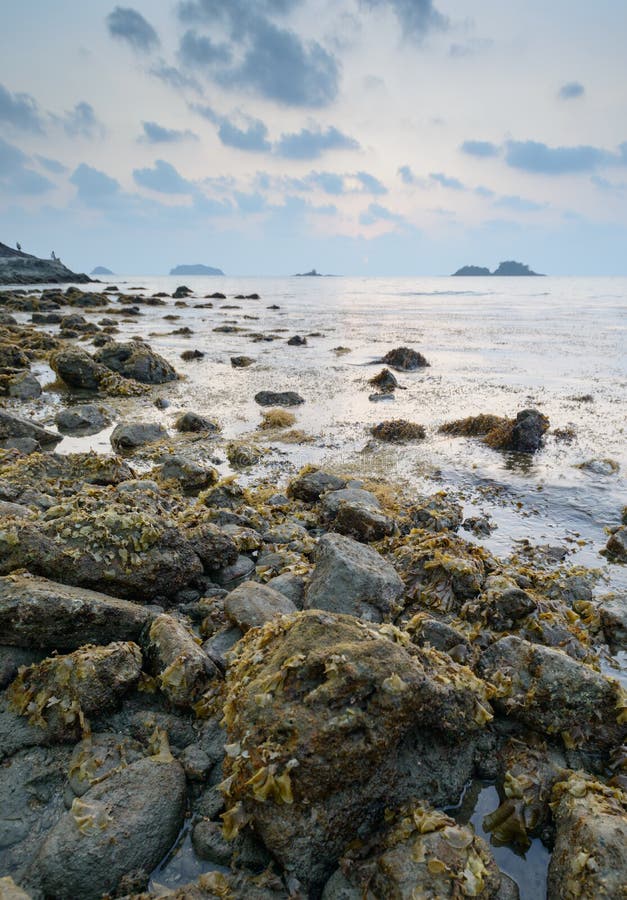 Brown Seaweed Algae on Rock in Sunset Stock Photo - Image of plant ...