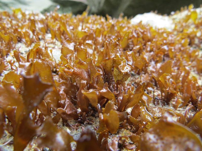Brown seaweed stock photo. Image of seaweed, pretty, light - 54452400