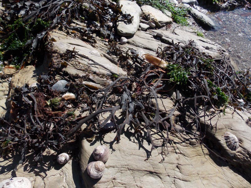 Seaweed and Shells on Rocks at Low Tide Stock Image - Image of shells ...
