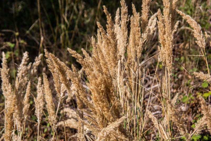 Brown Sedge Fescue in Wetland Stock Image - Image of bushy, stem: 190731017