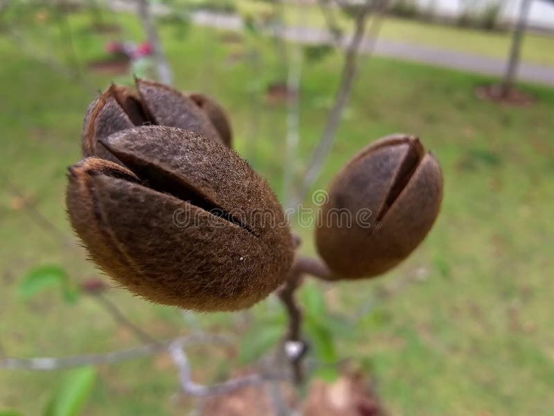 Brown Seed Husks on Green Grasses Stock Photo - Image of terrestrial ...