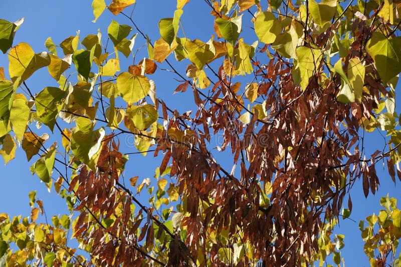 Brown Seed Pods on Branches of Cercis Canadensis Against Blue Sky Stock ...