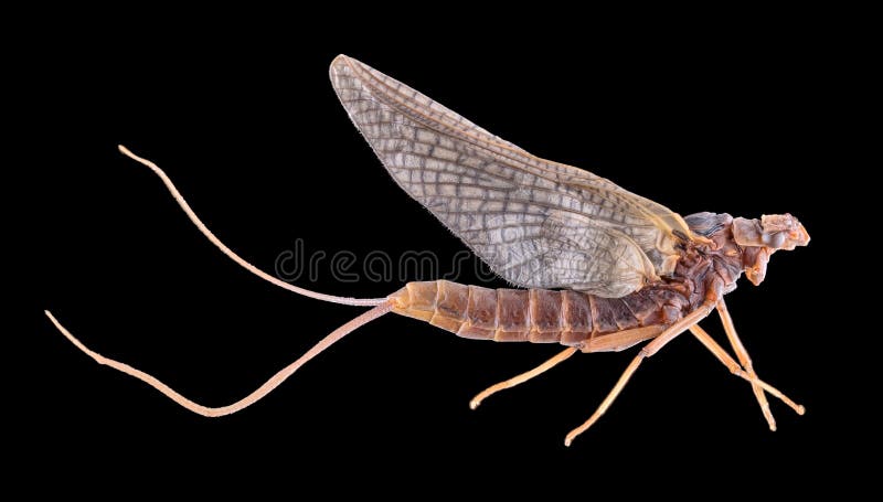 Mayfly Aka Shadfly - Ephemeroptera. Stock Photo - Image of europe ...