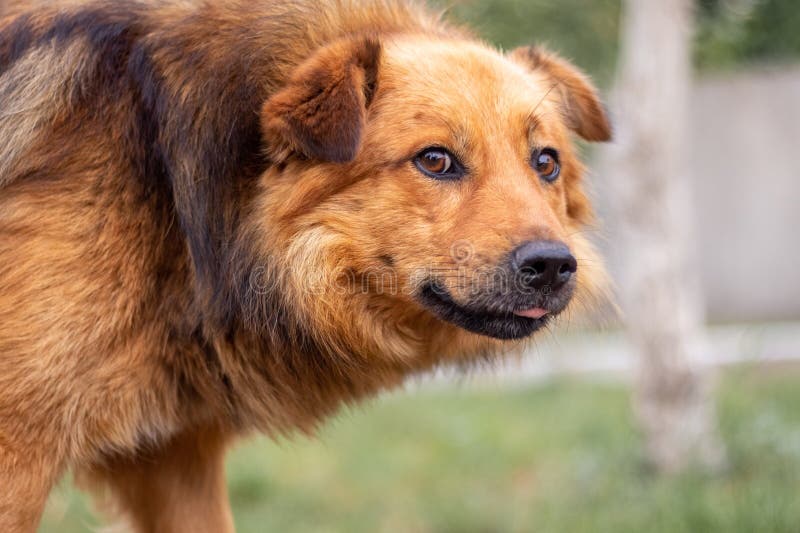 A Brown Shaggy Dog with a Menacing Look Stock Image - Image of ...