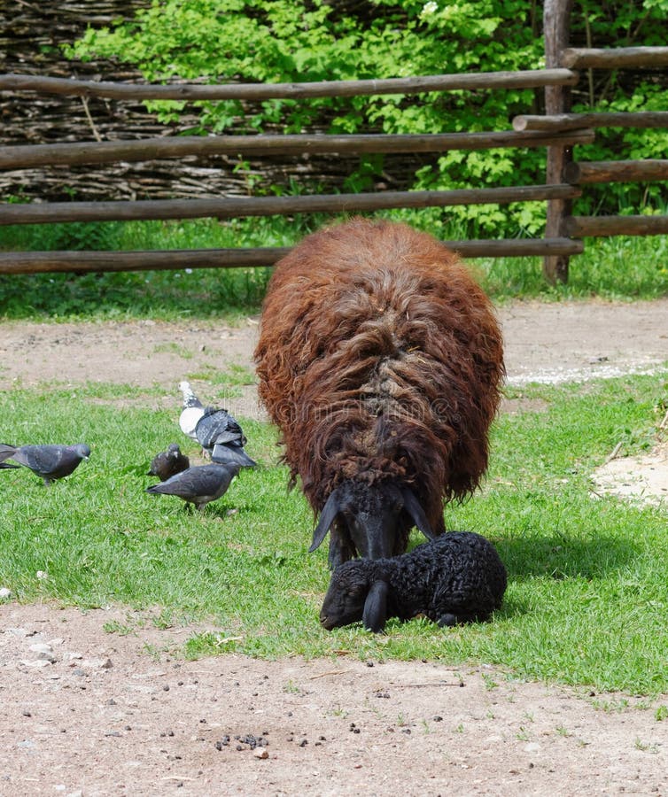 Brown Sheep with a Black Lamb in a Farmyard Stock Image - Image of ...