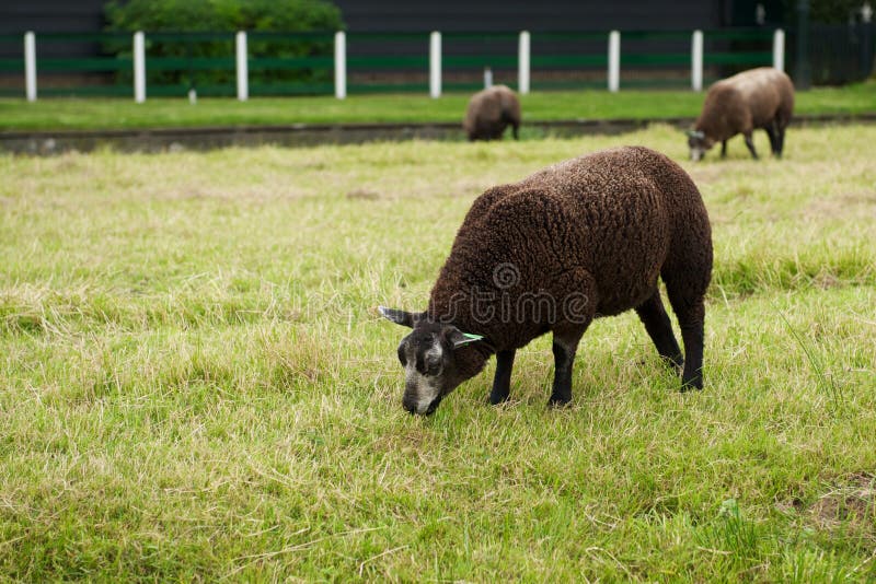 Brown sheep cropping grass stock photo. Image of mixed - 25554060