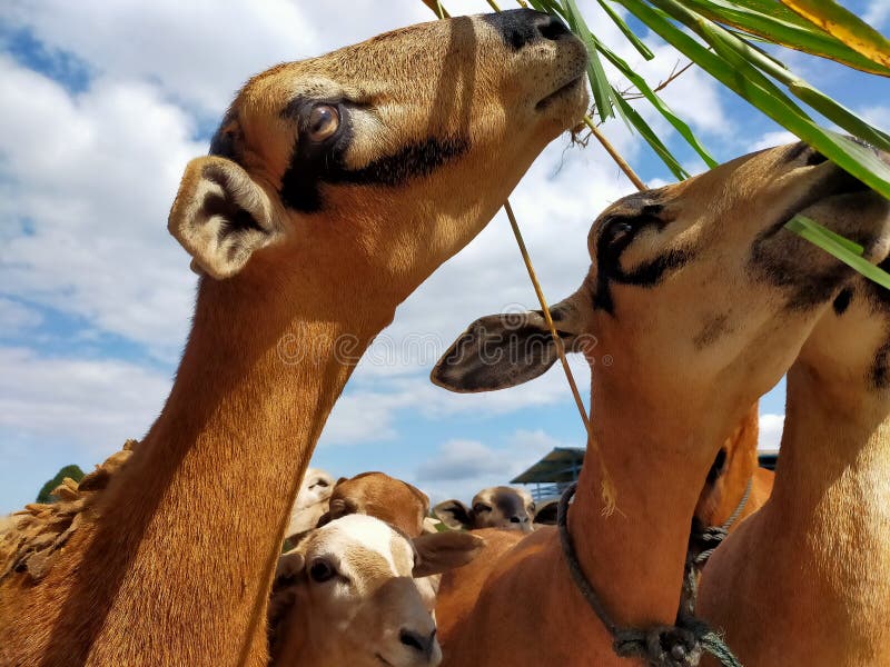 Brown Sheep eating grass stock image. Image of safari - 213940261