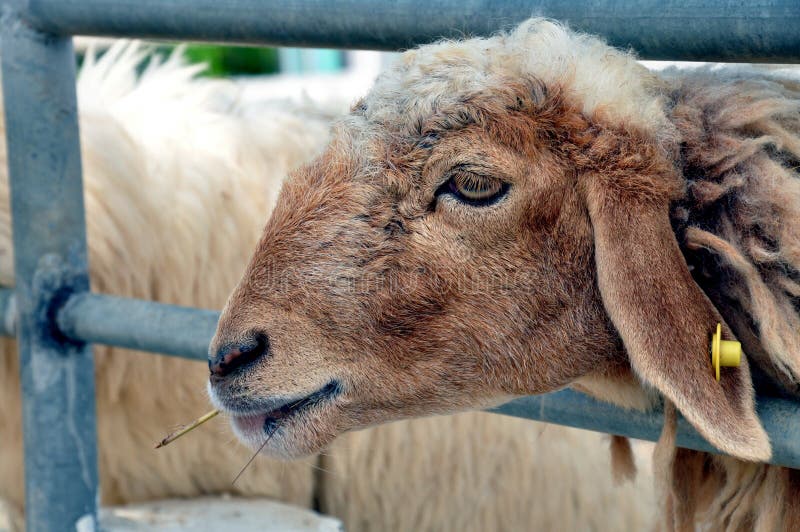 Brown sheep stock photo. Image of sheep, cattle, agriculture - 74372806