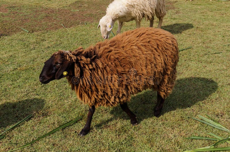 Brown sheep on grass stock photo. Image of sheep, nature - 50249578