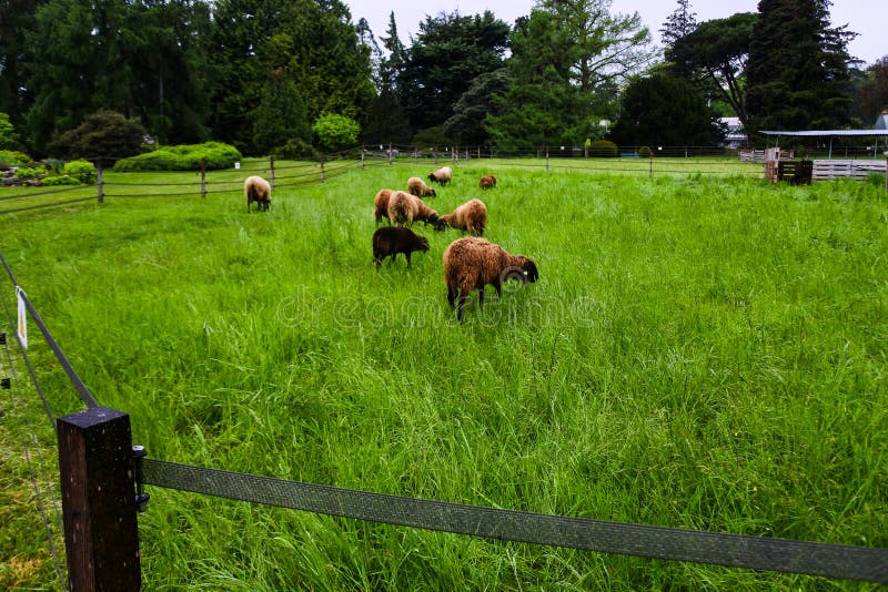 Brown sheep. stock photo. Image of farm, land, livestock - 91596104
