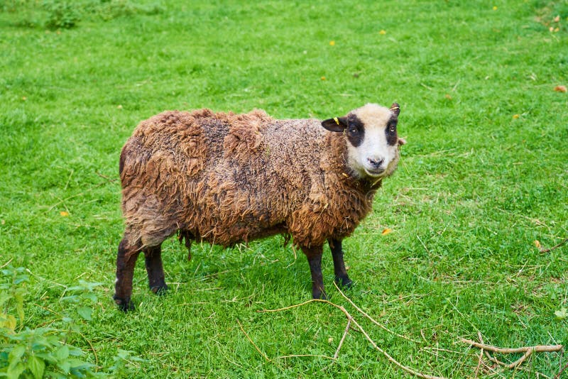 Brown Sheep on a Green Meadow. Stock Photo - Image of green, farmland ...