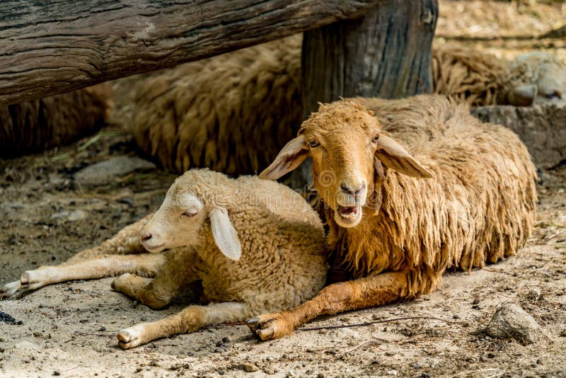 Brown old sheep stock image. Image of mammal, grass - 110110503