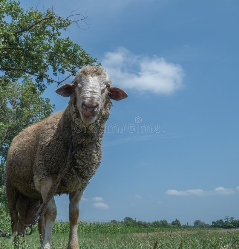 Brown sheep with long ears stock image. Image of brown - 48872699