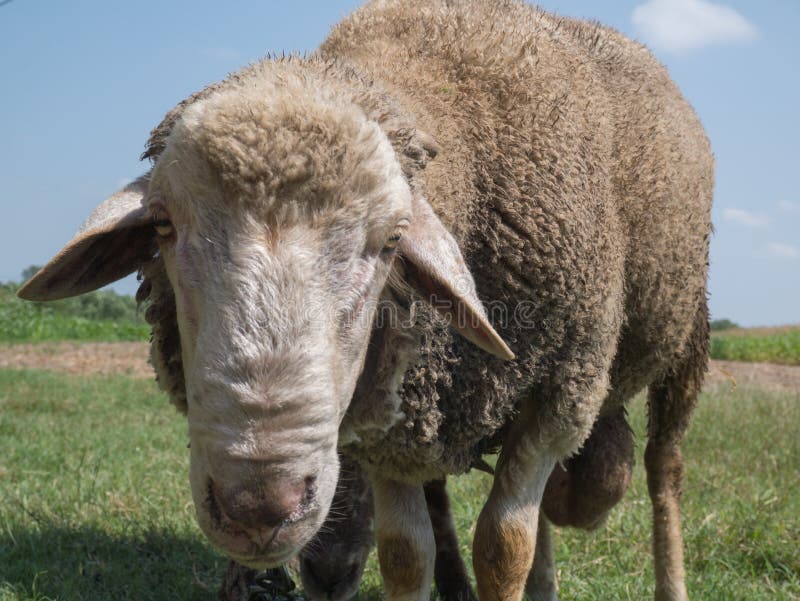 Brown sheep with long ears stock photo. Image of agriculture - 48872726