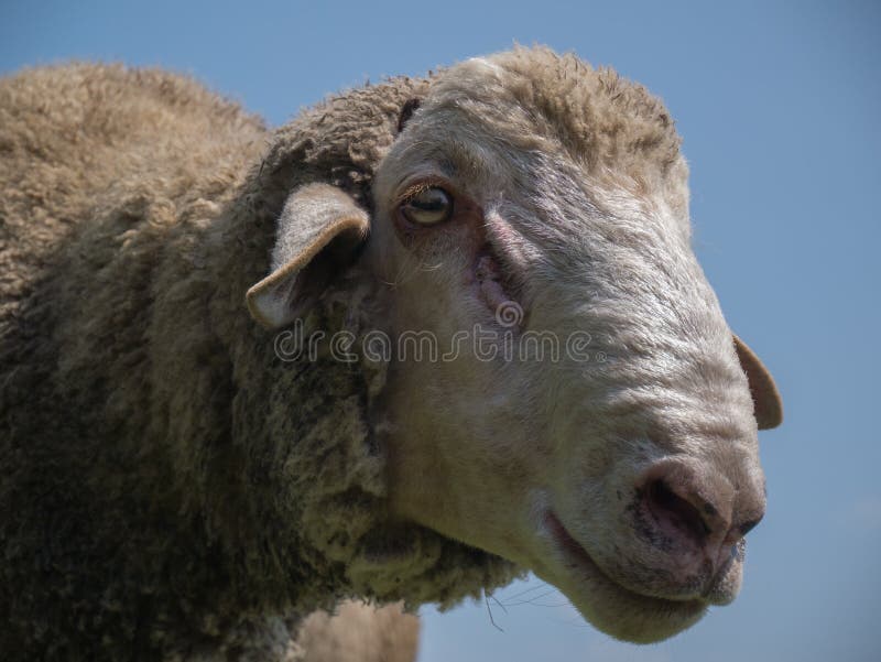Brown sheep with long ears stock photo. Image of green - 48872750
