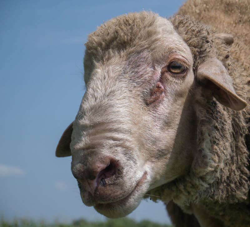 Brown sheep with long ears stock photo. Image of sheep - 48872770